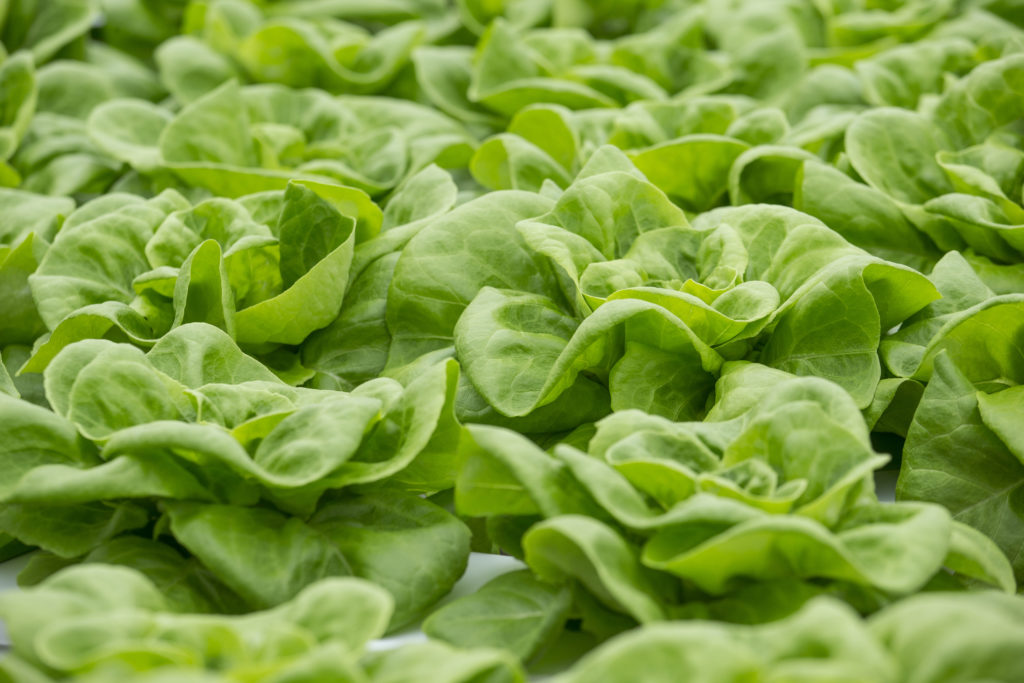 Close up of lettuce - Concentric