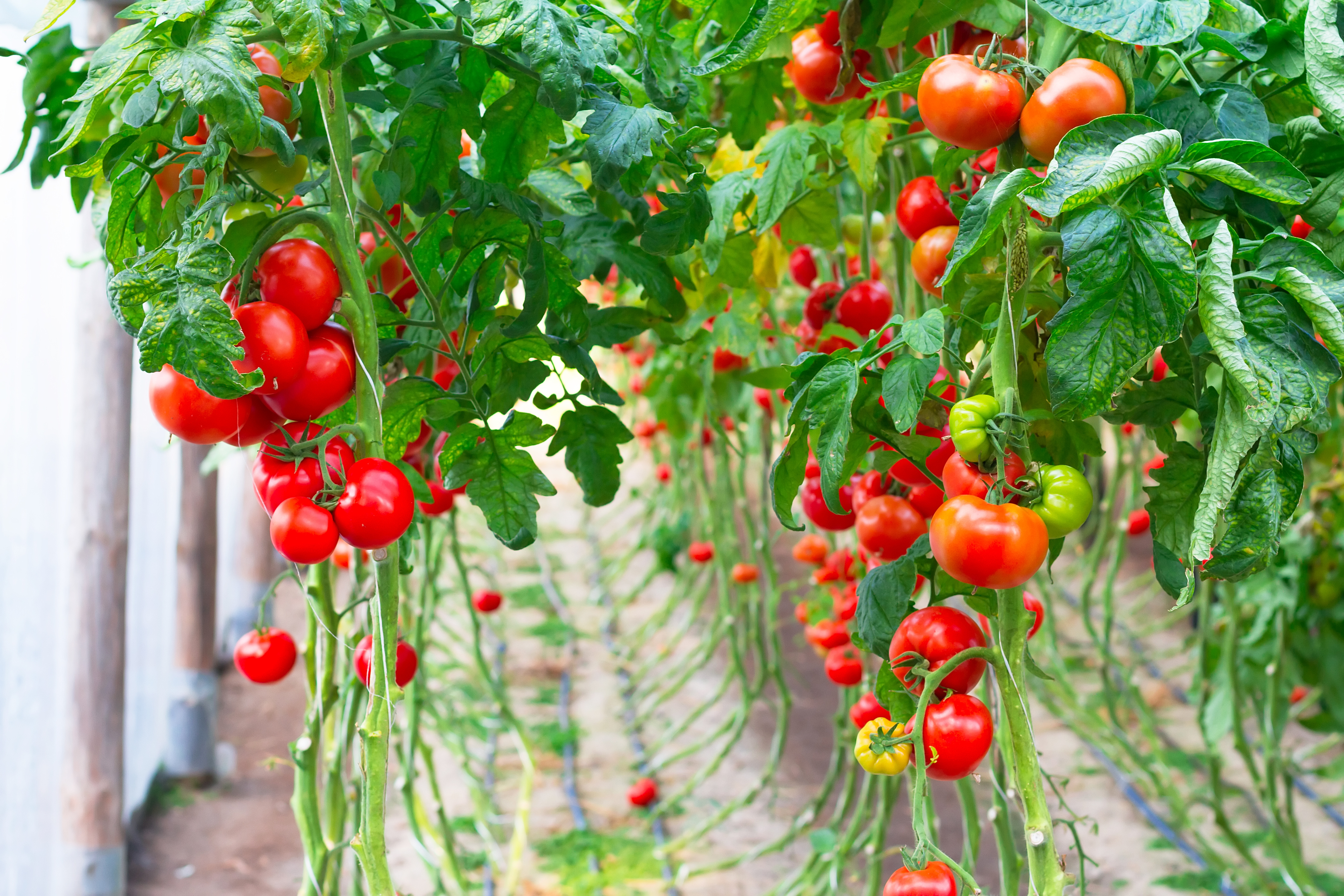 Farm of tasty red tomatoes on the bushes - Concentric